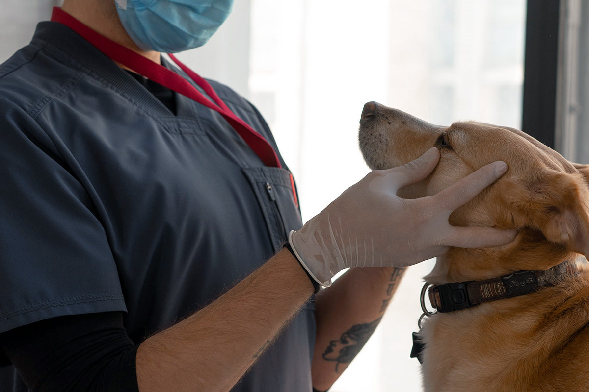 Medical Industry | Disposable Gloves & Clothing | Eagle Protect