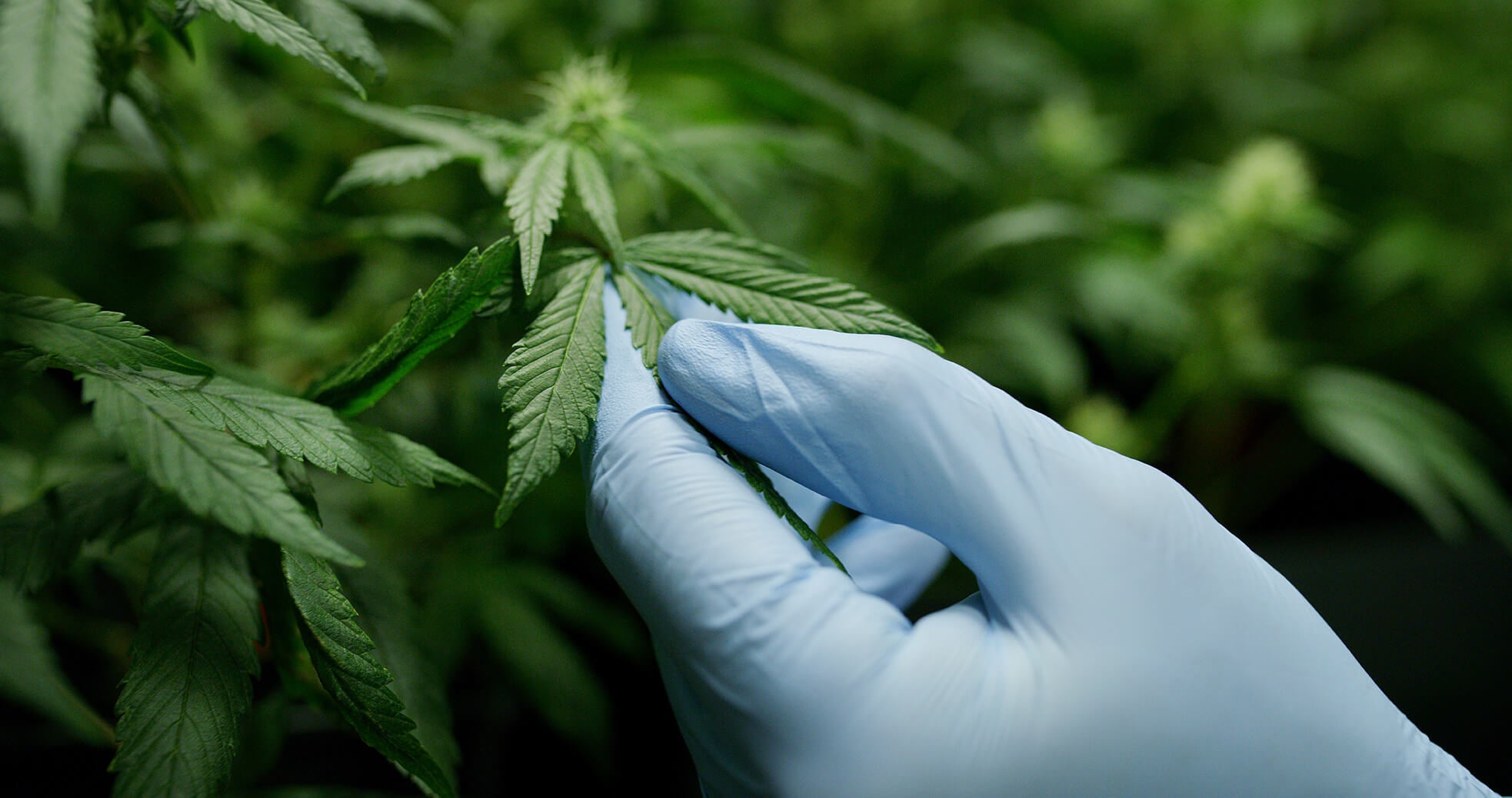 Cannabis Industry | Disposable Gloves & Clothing | Eagle Protect